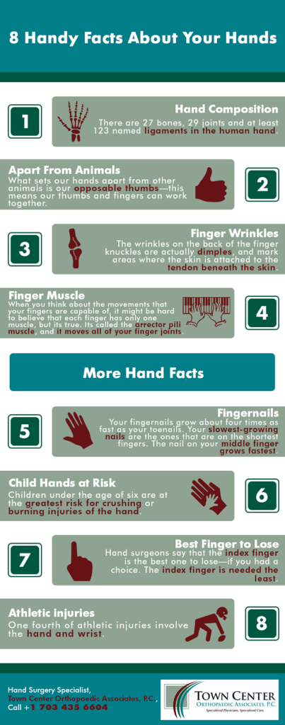 8 Handy Facts About Your Hands | Latest Infographics