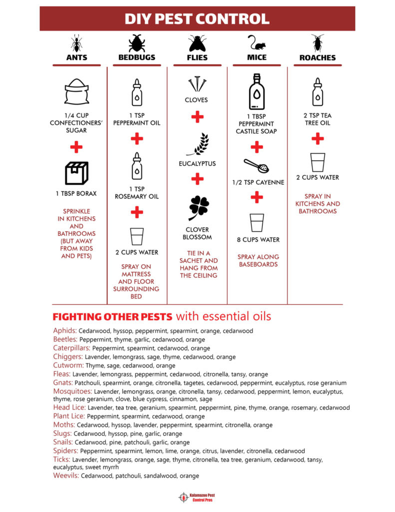 DIY Pest Control | Latest Infographics